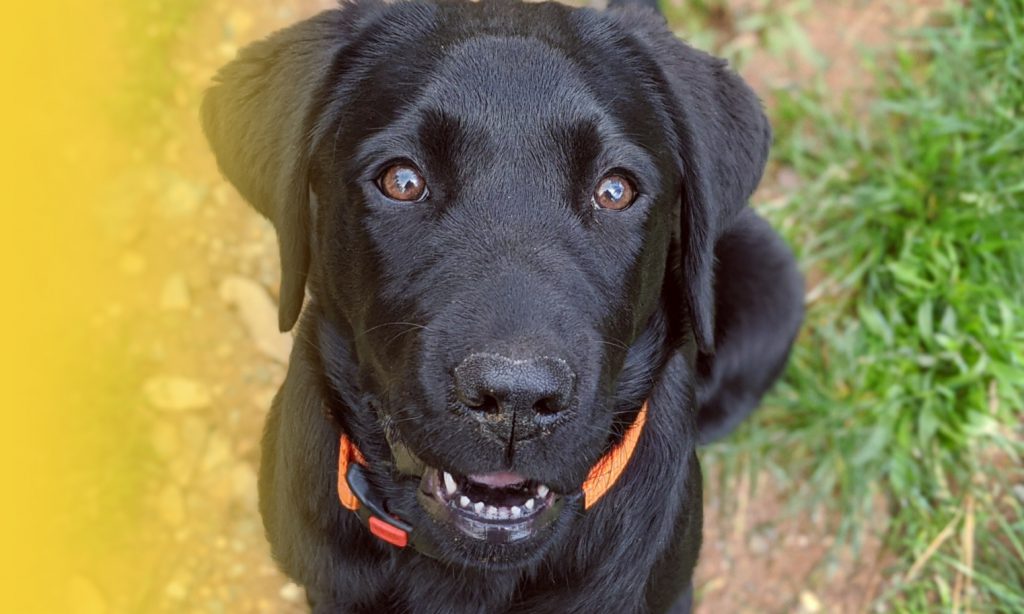 Puppy Training - Sierra Dogs